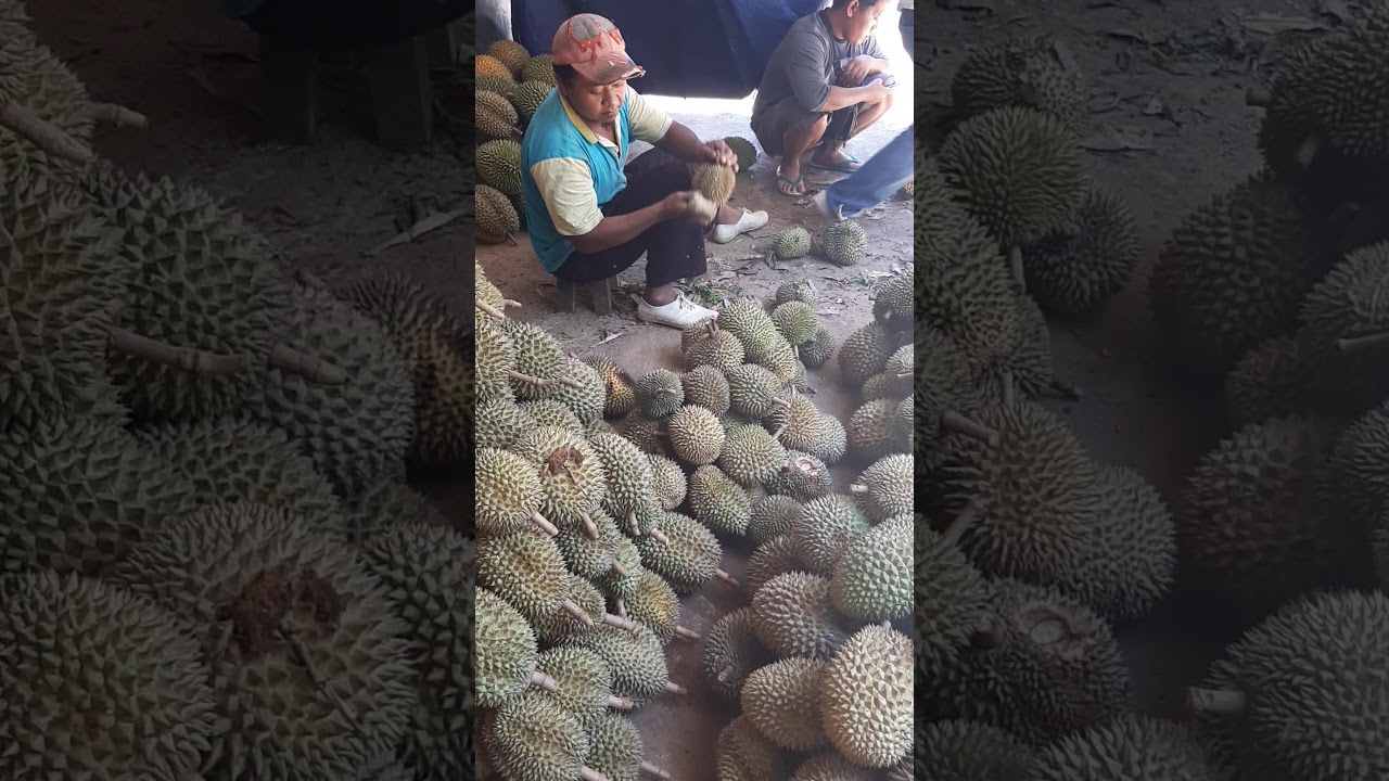 Durian Super - YouTube