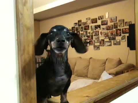 The Angry Dachshund - YouTube