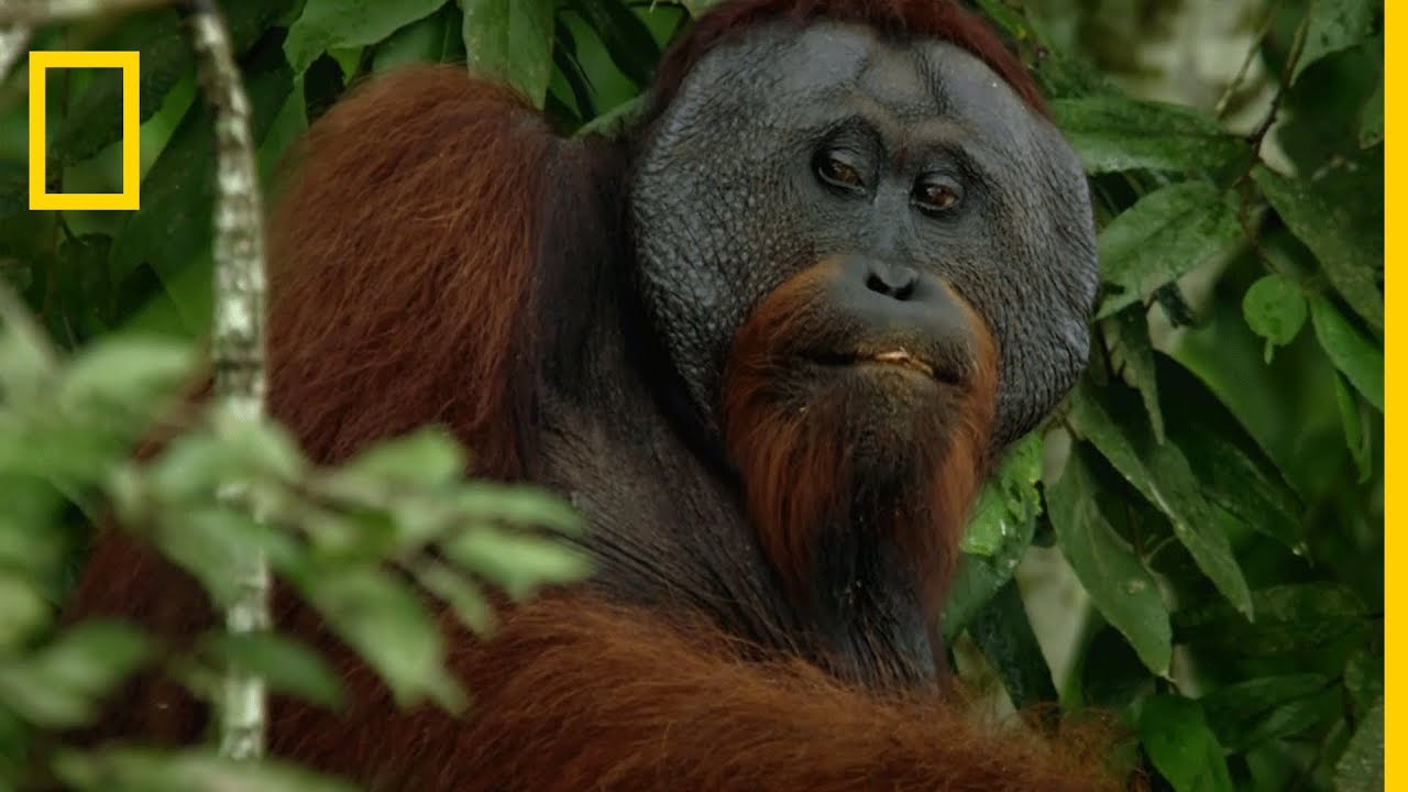 L'alimentation des orangs-outans - YouTube