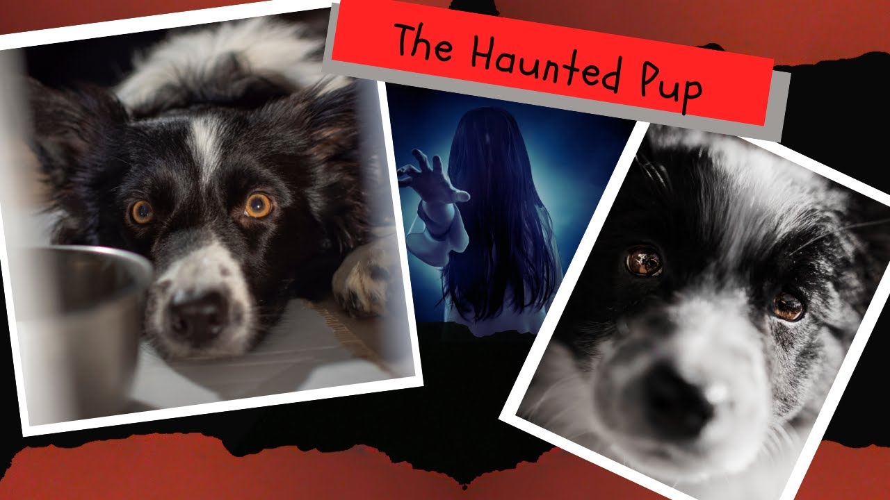 The Life of a HAUNTED Dog - YouTube
