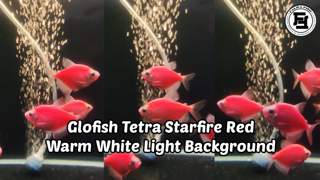 Glofish Tetra Starfire Red - Warm White Light Background | Falra Fish ...