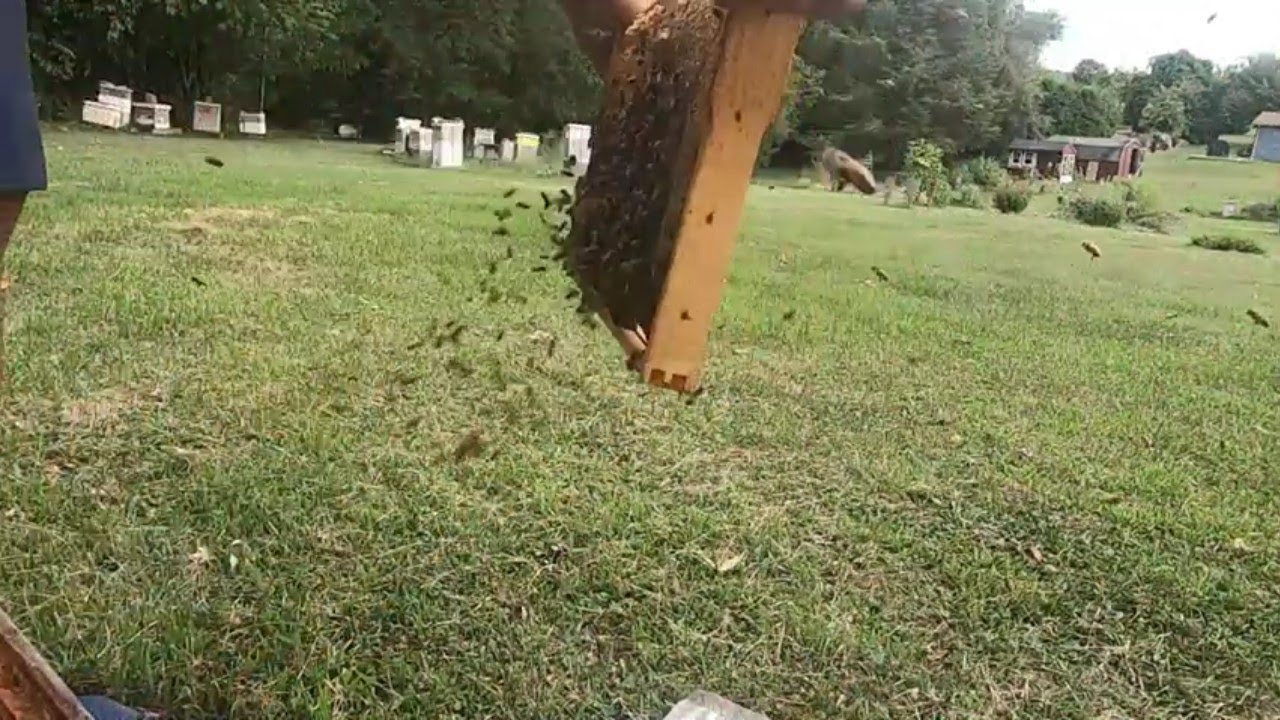 Shaking the Bees Out | Hive Beetle Infestation of a Weak Colony - YouTube