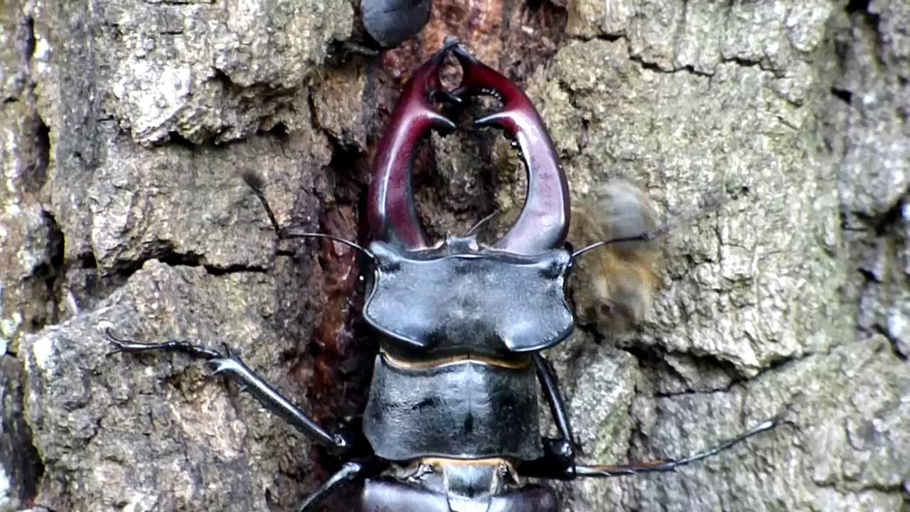 Roháč obecný (Lucanus cervus),Hirschkäfer,Stag beetle - YouTube