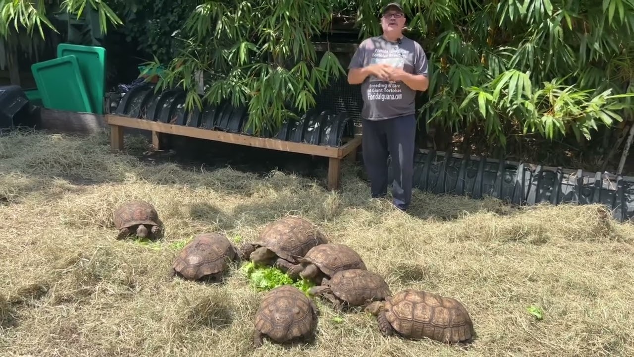 100%. Ivory Sulcata tortoises Male 11" to 18" Bred and raised on my ...