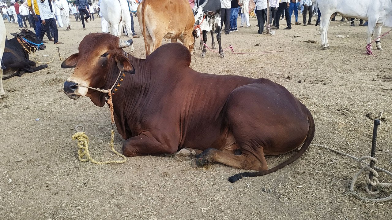 Bail Pat Pratiyogita Sawargaon Vs Mohagaon Haveli bail pat video3 ...