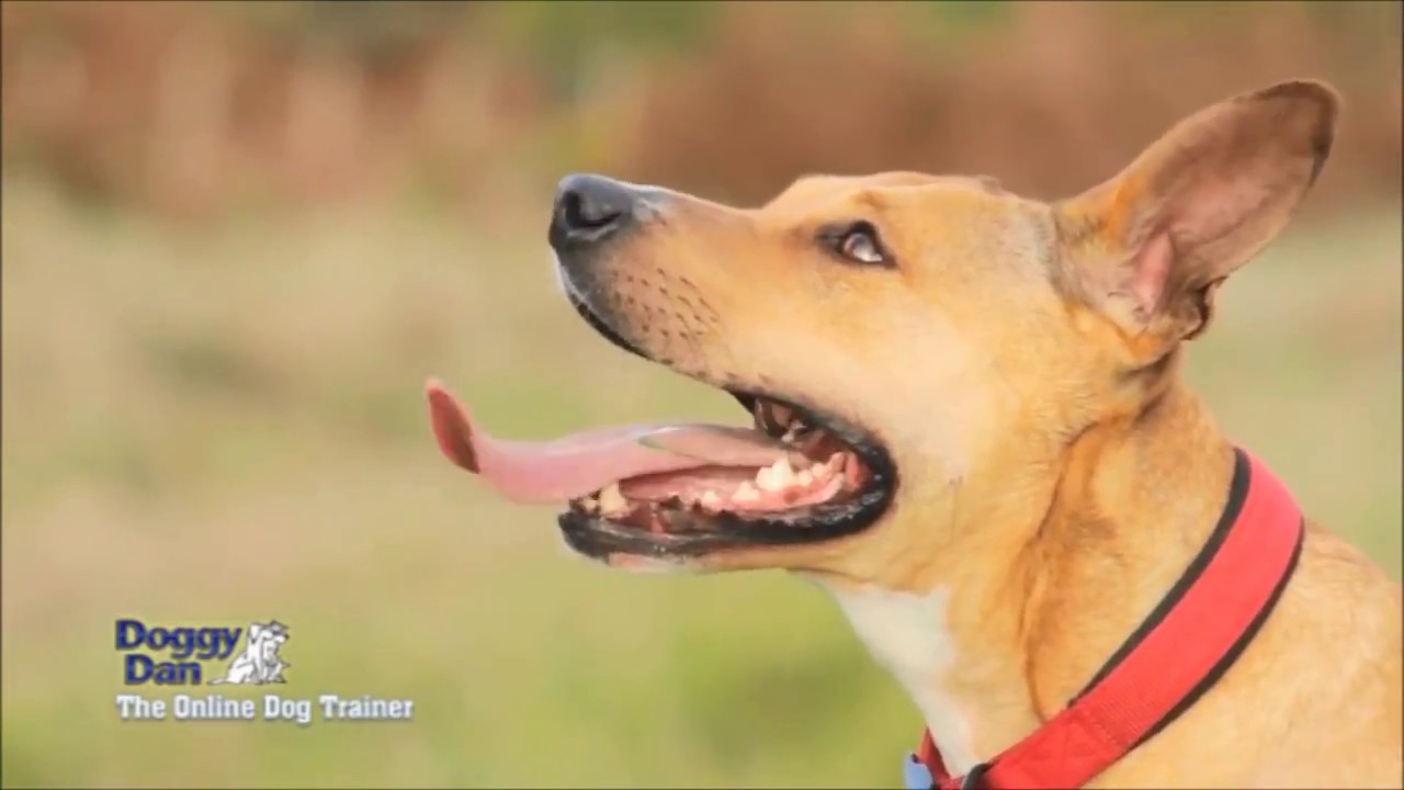 Best Dog Training Classes Phoenix YouTube best-dog-training-classes-phoenix-youtube