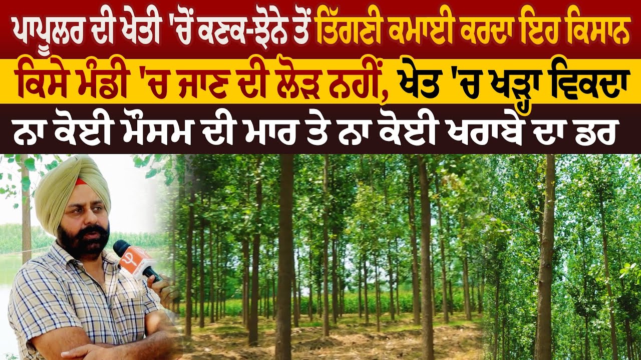 ਪਾਪੂਲਰ ਦੀ ਖੇਤੀ 'ਚੋਂ ਕਣਕ-ਝੋਨੇ ਤੋਂ ਤਿੱਗਣੀ ਕਮਾਈ ਕਰਦਾ ਇਹ ਕਿਸਾਨ | Pro Punjab ...