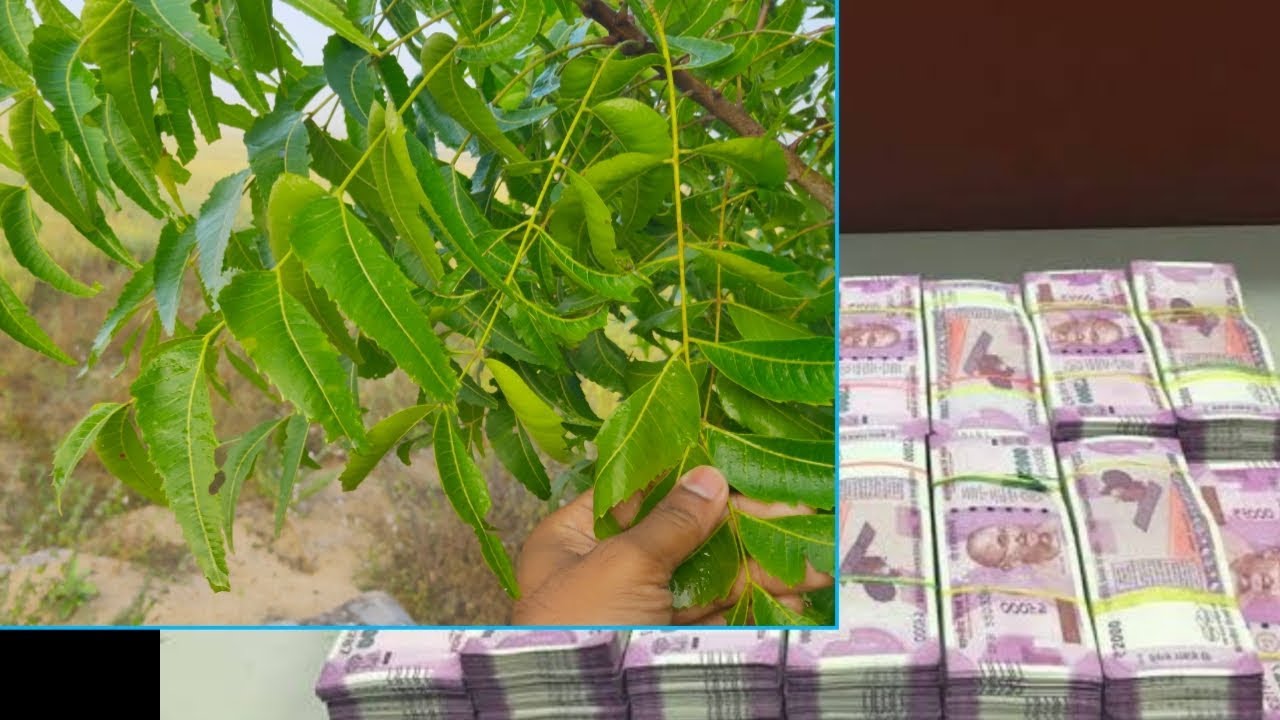 వేప చెట్టు దగ్గర ఇలా చేస్తే మీ జీవితం పూర్తిగా మారిపోతుంది || Vepa ...