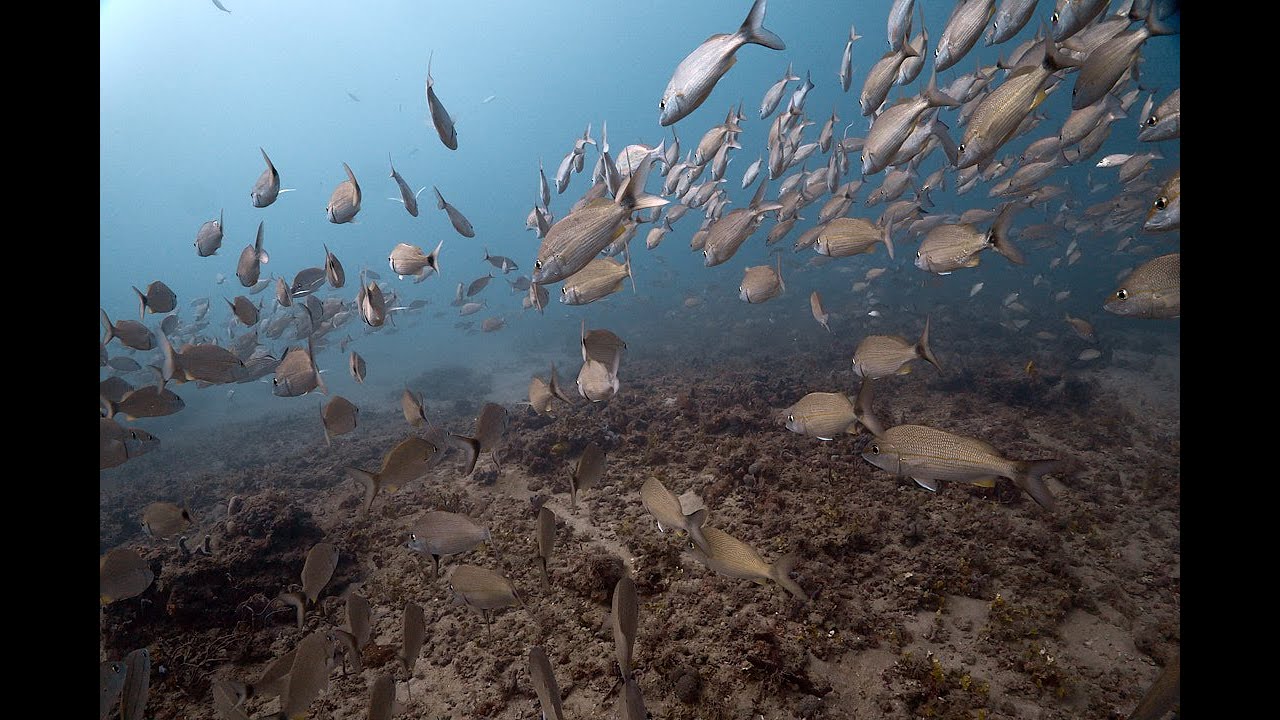 Fall Diving around Jupiter - YouTube