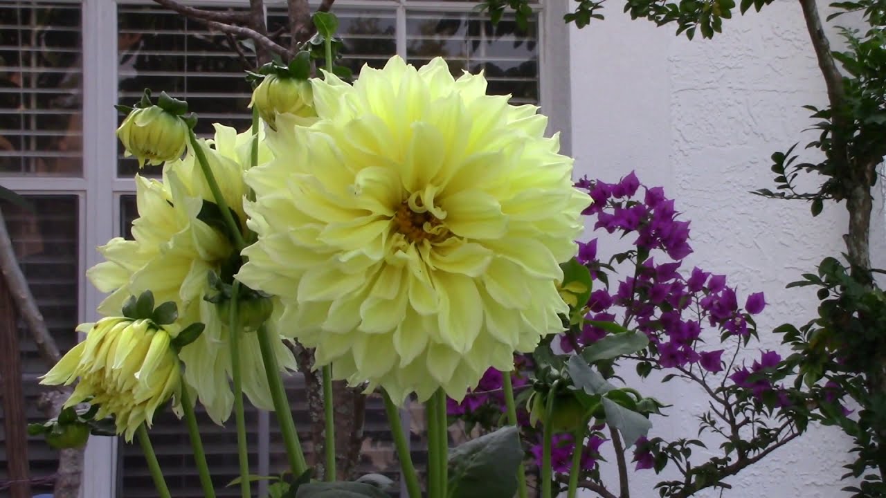 Beautiful Garden - Multiple Flowers and Multiple Colors - YouTube