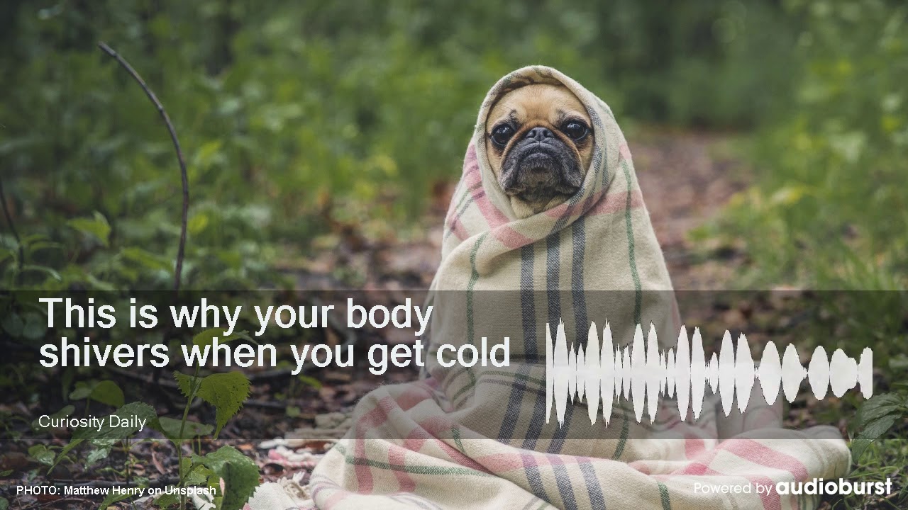 This is why your body shivers when you get cold - YouTube