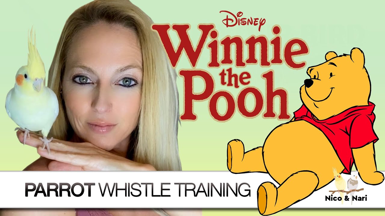 Winnie The Pooh ~ Parrot Whistle Training - YouTube