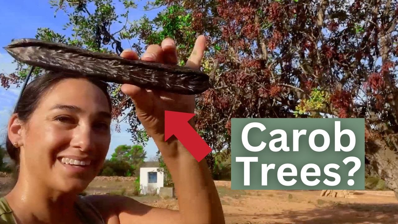How Carob Trees Shape Chocolate Alternatives Worldwide - YouTube