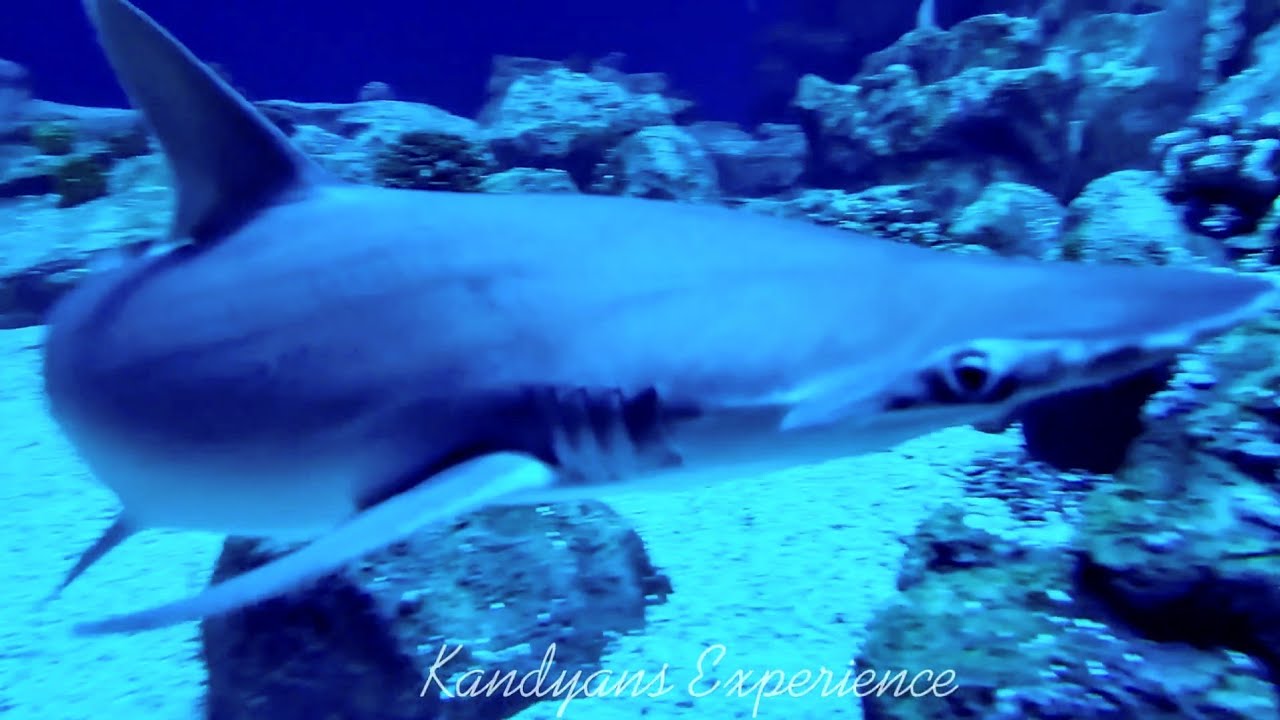 Close Encounters in Shark 🦈 Infested Waters | Reef Habitat | Fish 🐟🐠 🐡 ...