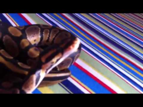 My little ball python yawning :] so cute -3 - YouTube