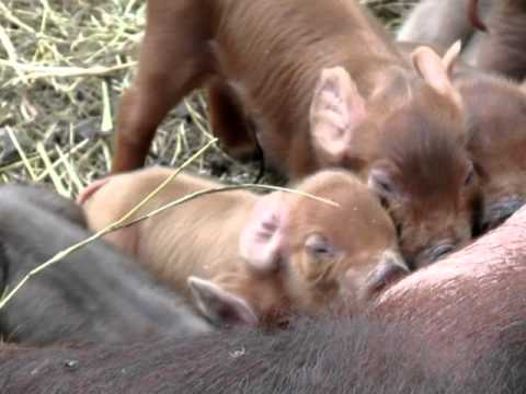 Baby Red Wattle Piglets, Hours old - YouTube