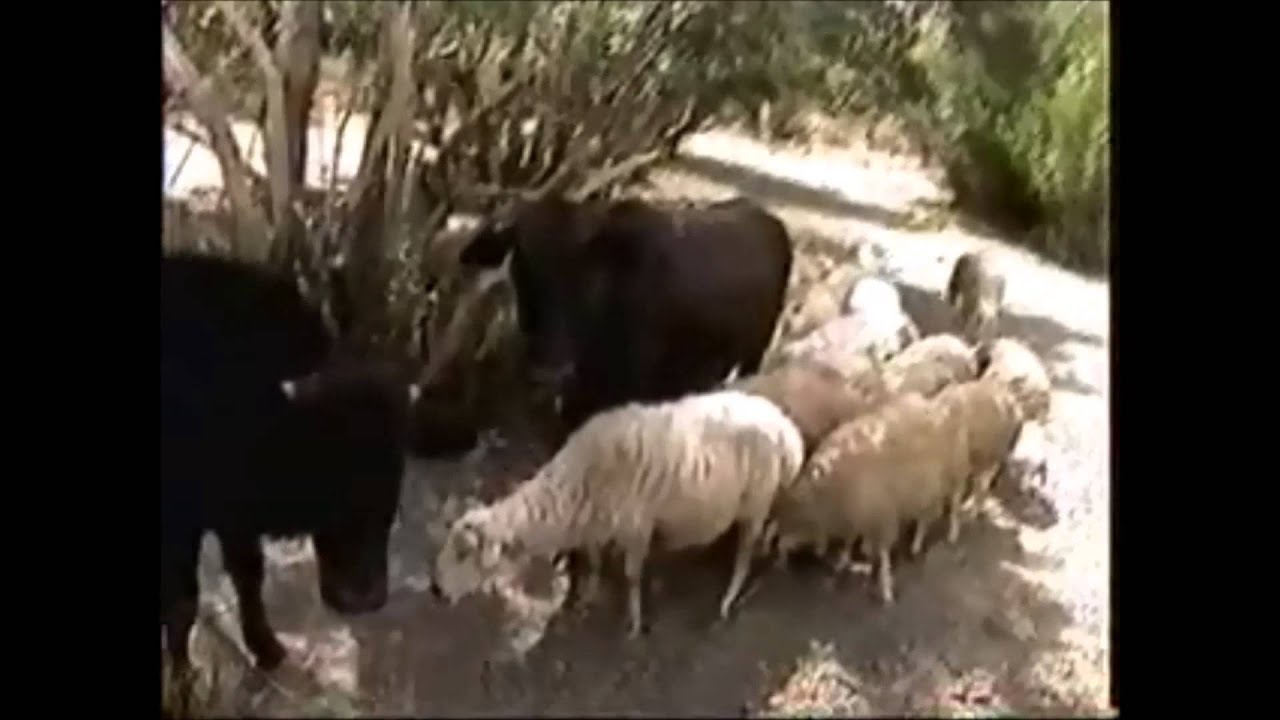 RazHov-Boloran village, Peria.mp4 - YouTube