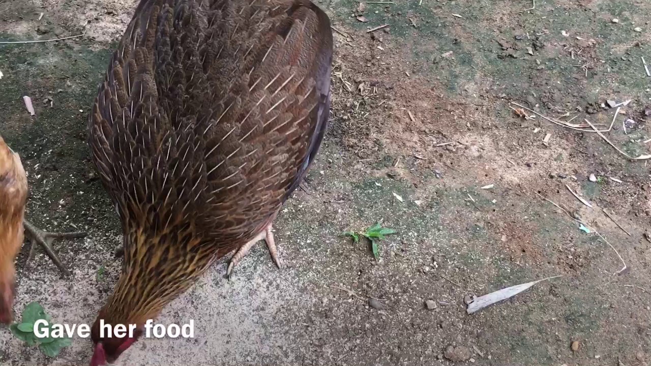 Found a chicken nest in the jungle May 25, 2020 - YouTube