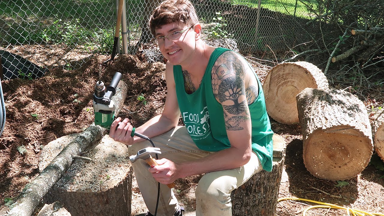 How to Inoculate Logs with Mushroom Plugs! | Carolina Wild Harvests ...