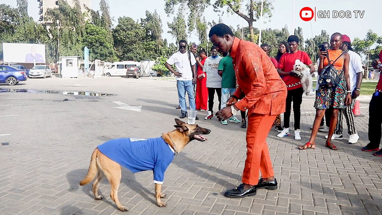 Masses troop in to celebrate and honor Nala the dog | Nala’s Memorial ...