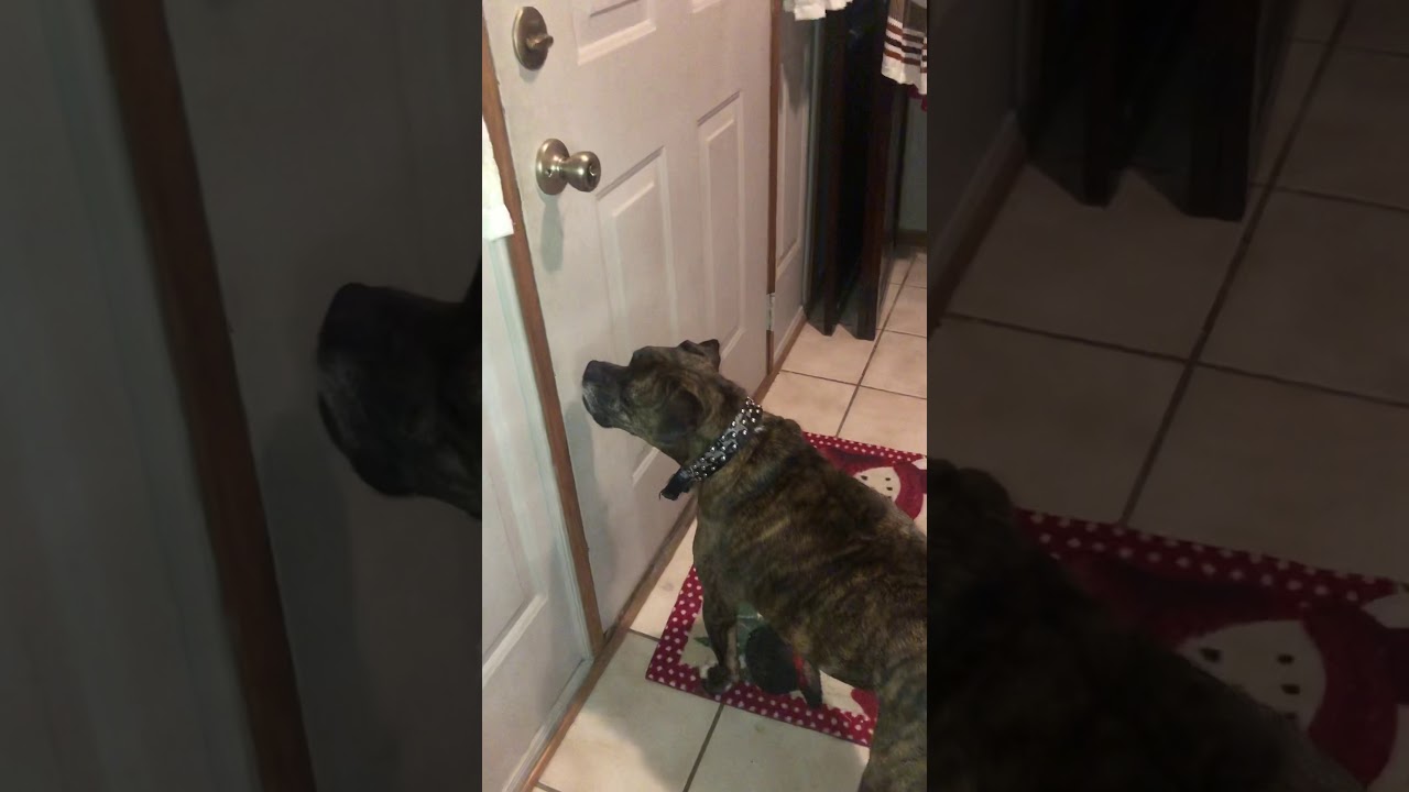 tank barking at jester and hype mike - YouTube