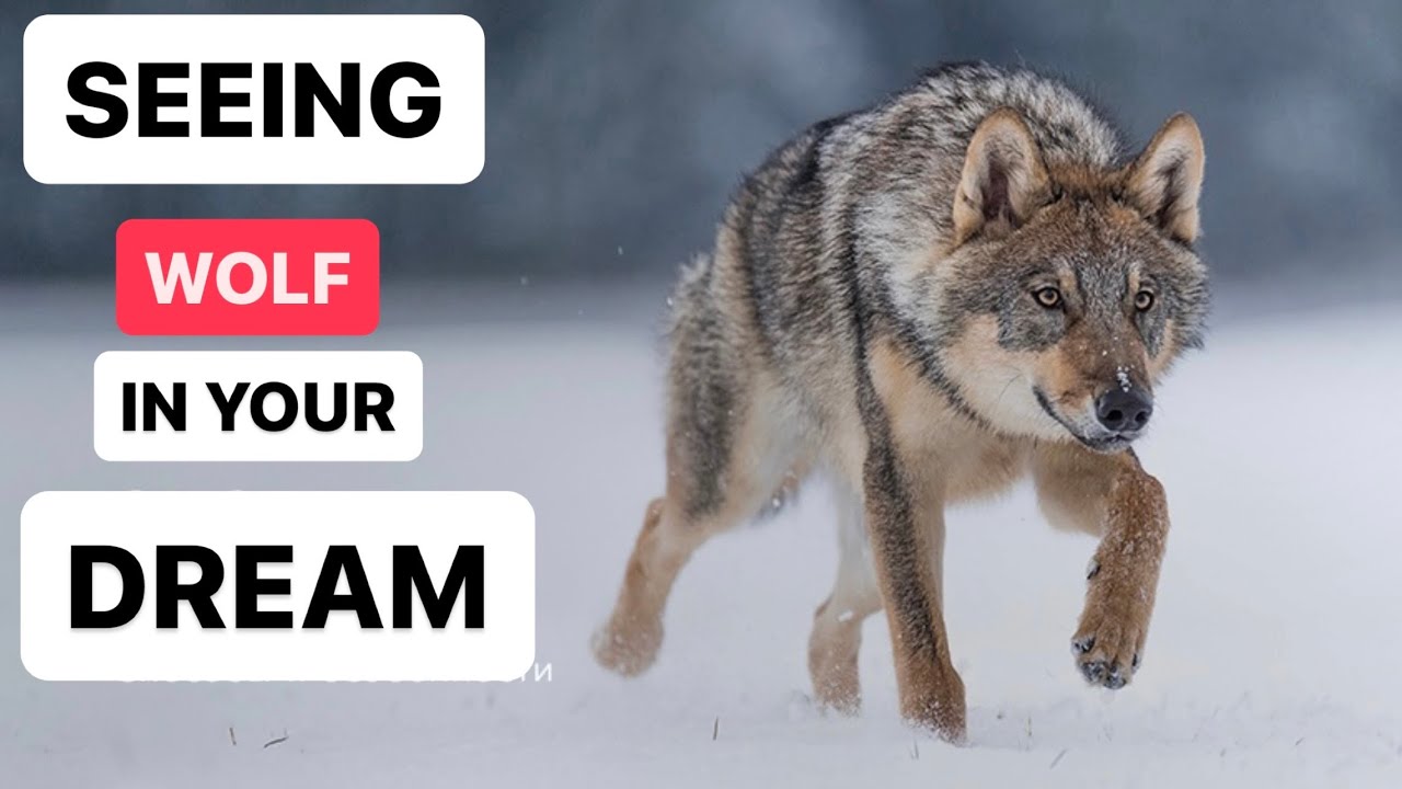 ISLAMIC DREAM INTERPRETATION. If you see WOLF in your dream what does ...