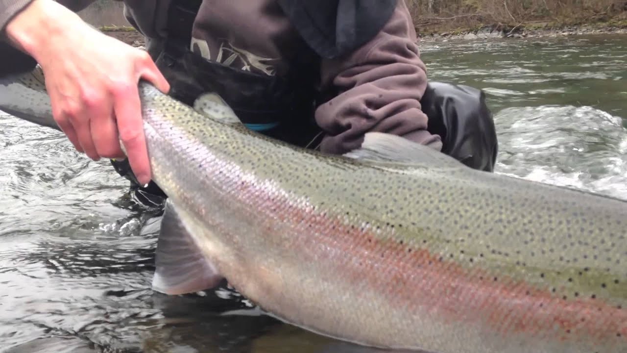 Trophy Wild Winter Steelhead - YouTube