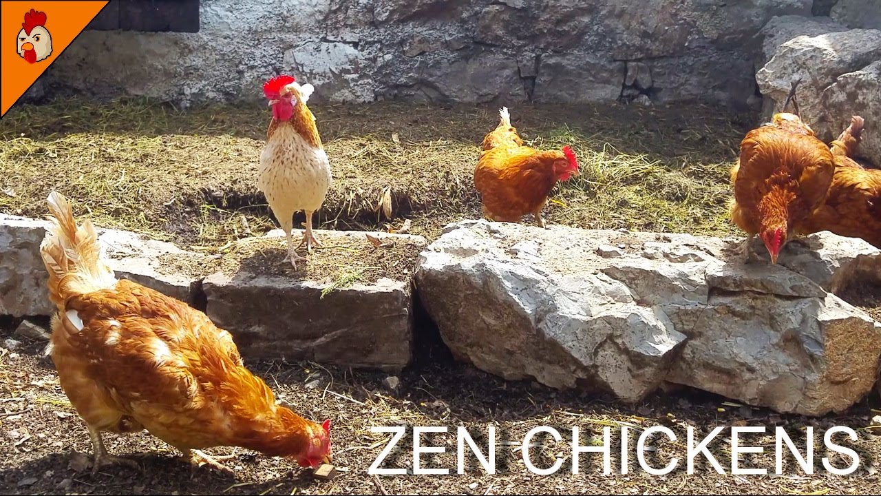 Relaxing Chicken and Rooster Sounds - Animal Videos for Kids - Chicken ...