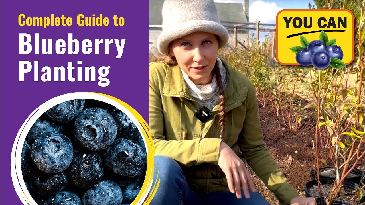 Complete Guide to Blueberry Planting - plant right and pick a ton of ...