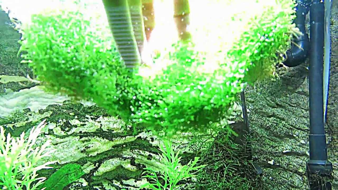 Crystalwort (Riccia fluitans) - YouTube