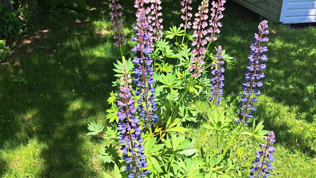 Birds Singing, Blue Sky, Thankfulness! - YouTube
