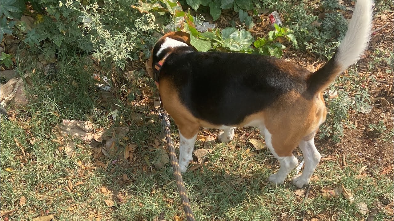 Beagle with stray dog 🐶🐾 - YouTube