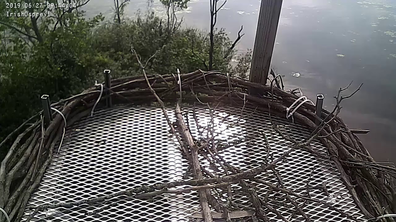 Irish Osprey Live Stream - YouTube