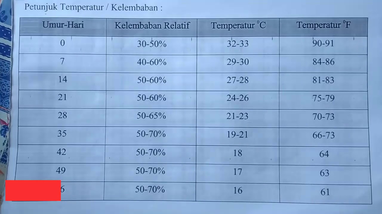 Tabel kebutuhan suhu dan kelembapan untuk ayam broiler kita - YouTube