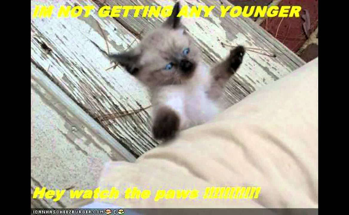 LOLCats in Meredith Brooks Birthday Needy Cats - YouTube