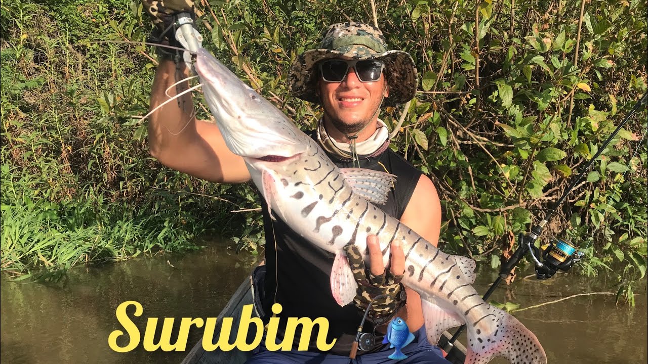 Surubim #, como pescar um surubim !#surubim - YouTube