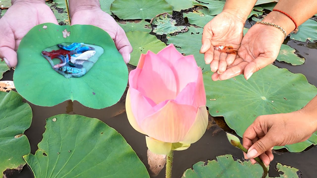 Unbelievable Video Founding all Kind of Betta Fish Lots under the lotus ...