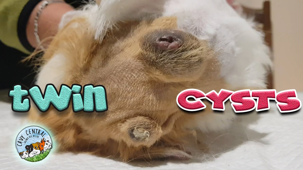Crystal came to rescue with 2 cysts that needed attention at Cavy ...