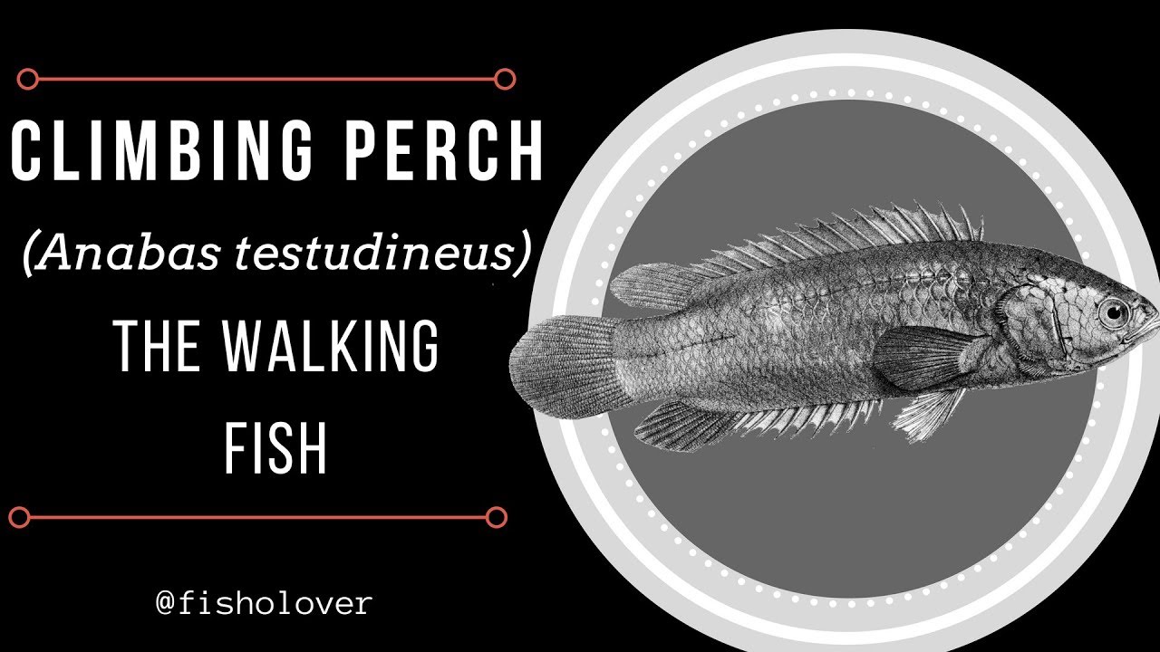 Climbing Perch (Anabas testudineus) - The Walking Fish - YouTube