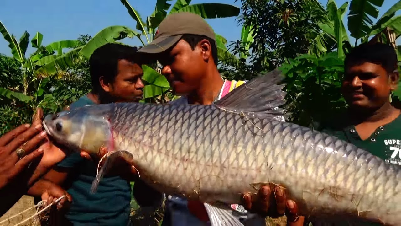 Big Black Carp Fishing Videos By Fish Watching - YouTube