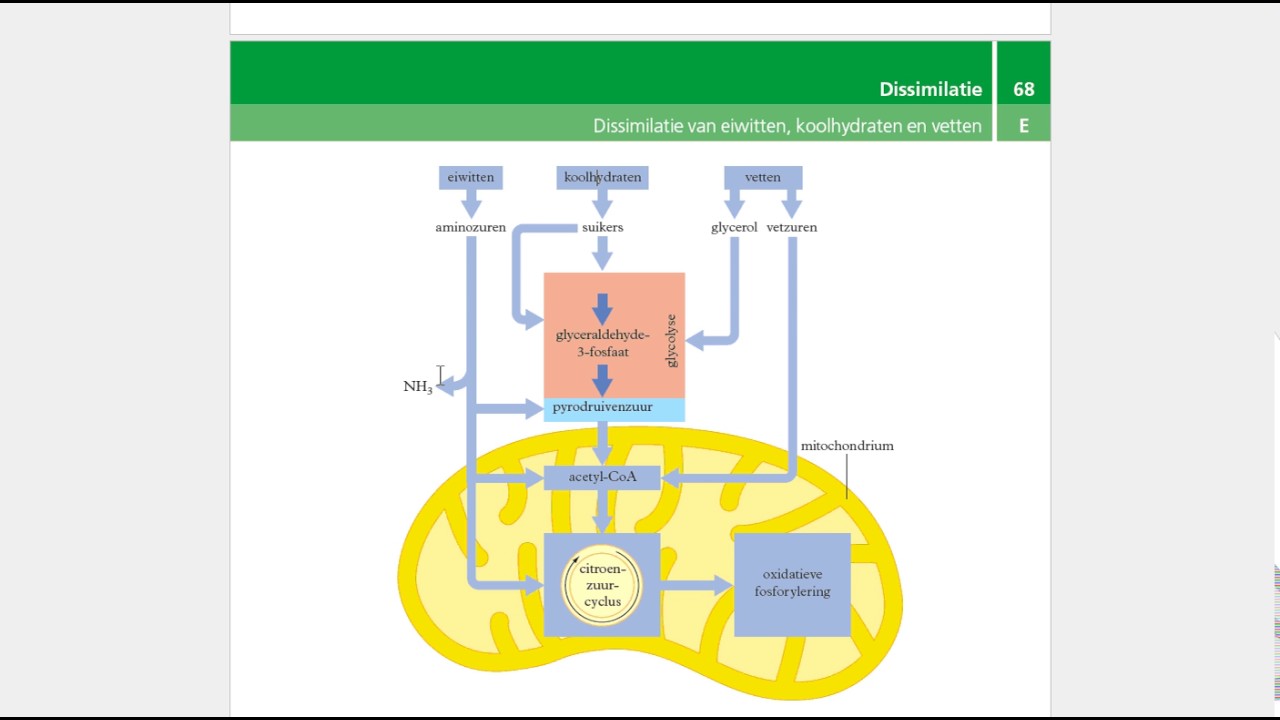 Binas tabel 68E - dissimilatie van eiwitten, koolhydraten en vetten ...
