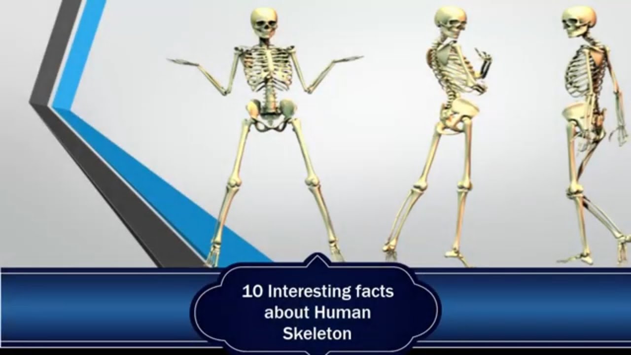 10 Interesting Facts About Human Skeleton YouTube 10-interesting-facts-about-human-skeleton-youtube