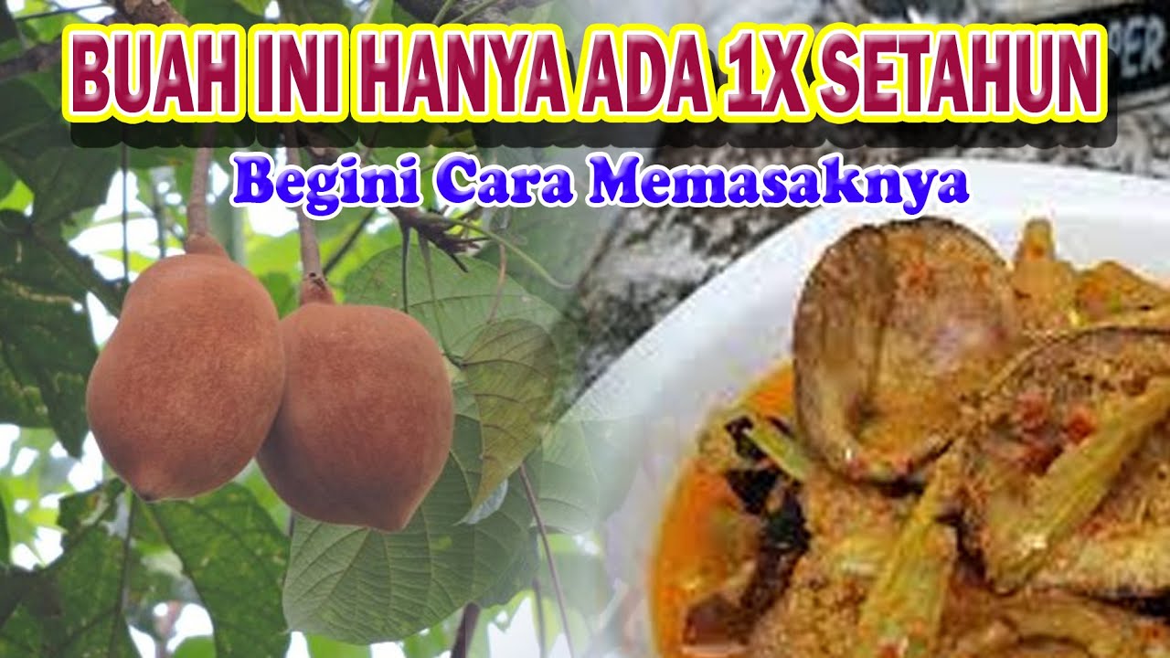 MEMBUAT GULAI BUAH KEPAYANG / BUAH CANGKUOK / BUAH SIMAUONG - YouTube