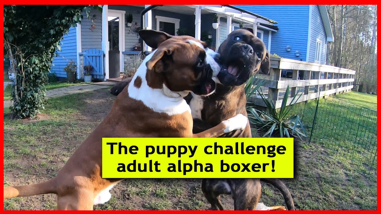 The puppy challenge adult alpha boxer! 😲😲😲 - YouTube