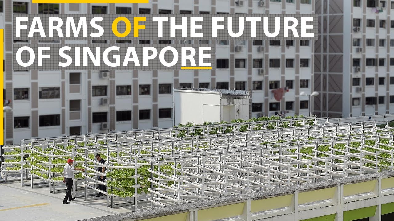 Singapore's grand plan to build the high tech farms of the future - YouTube