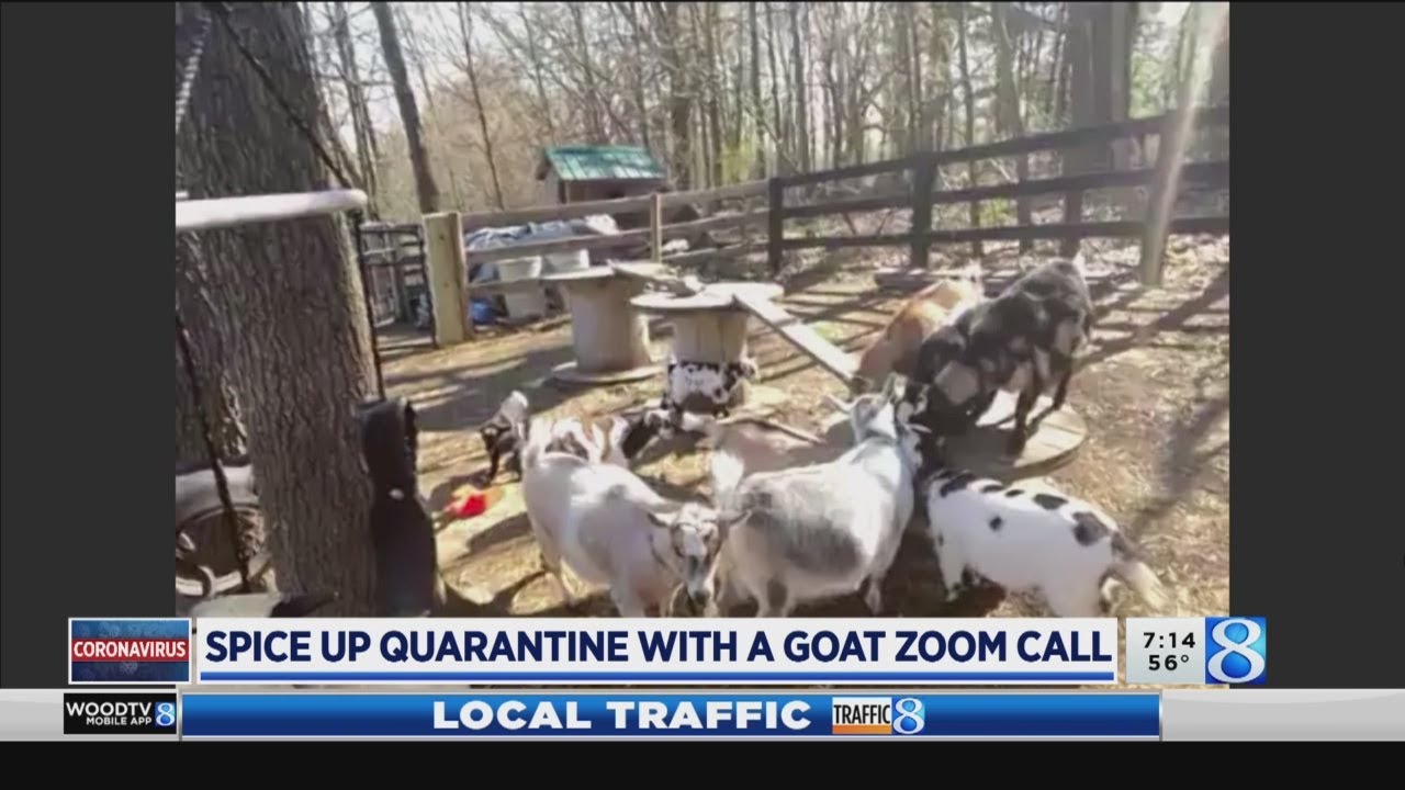 Zoom on the farm: How to meet goats over the internet - YouTube