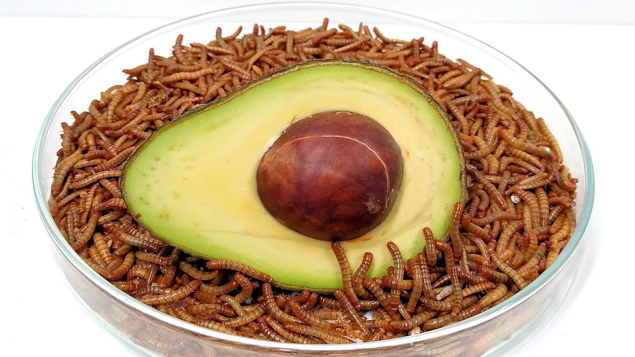 Avocado vs Mealworms - YouTube