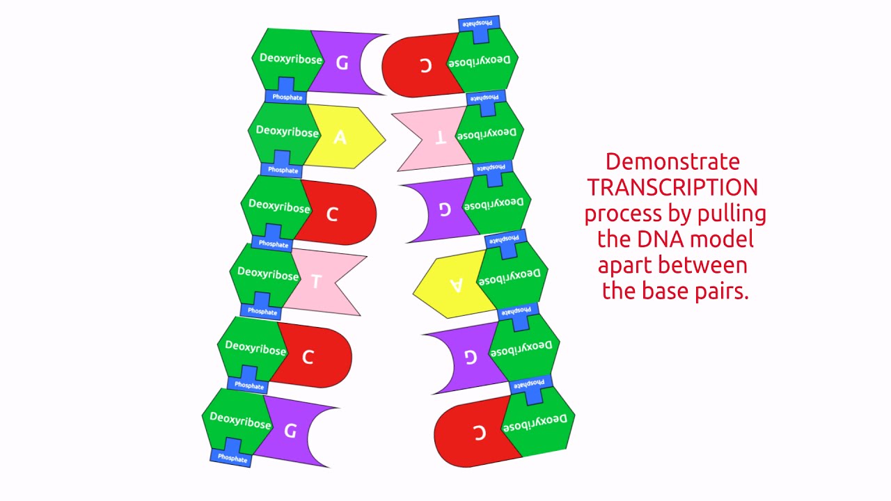 MAKING MODEL OF TRANSCRIPTION AND TRANSLATION YouTube making-model-of-transcription-and-translation-youtube