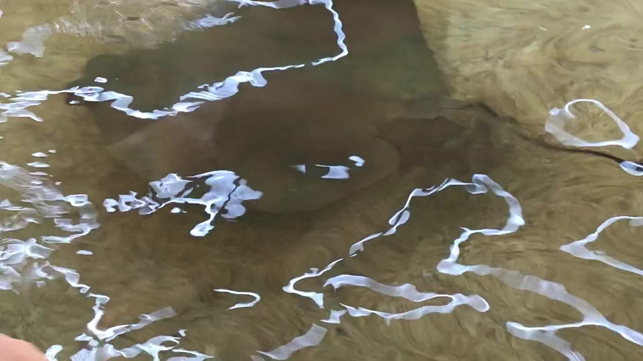 Stingrays at the St Louis Zoo - YouTube