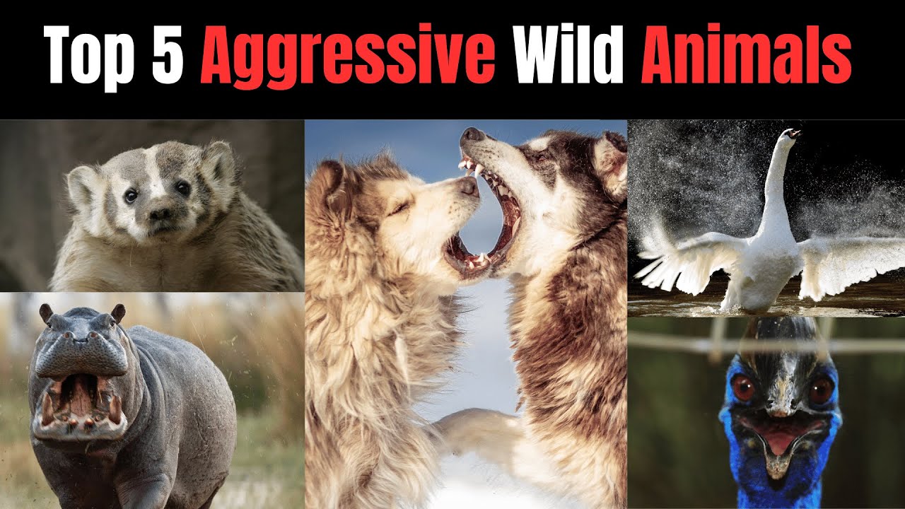 Top 5 Wild Animals with Aggressive behaviour !! #animals #wildlife ...